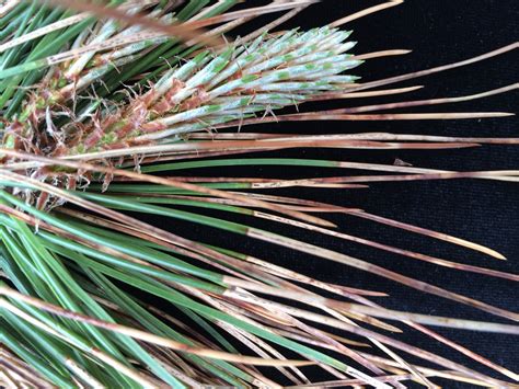 Landscape Ploioderma Needle Cast Umass Center For Agriculture Food