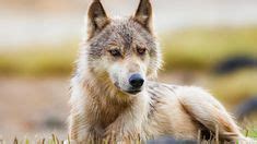 40 Canadabritish Columbia Ideas British Columbia Wolf Grey Wolf