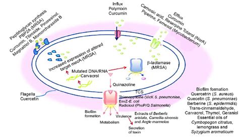 Herbal Interventions To Combat Antimicrobial Resistance Download