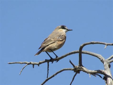 Ebird Checklist 8 Aug 2020 Wadi Khomas وادي خماس 16 Species
