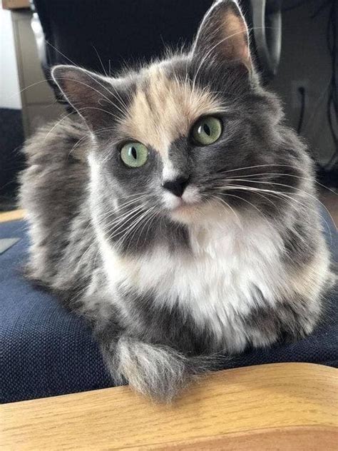 Beautiful Blue Dilute Calico Tortie 😍 Cute Cats Beautiful Cats Kittens