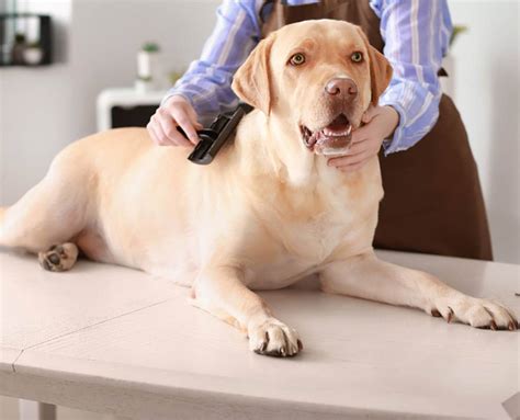 The 6 Best Slicker Brushes For Large Dogs 2024 We Love Doodles
