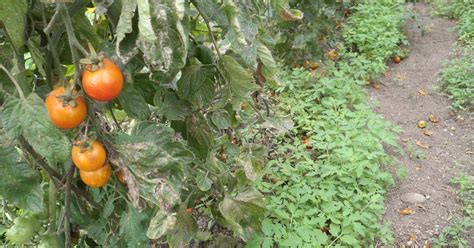 Have You Ever Picked A Carrot Saving Tomato Seedsnatures Version