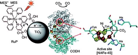 Representation Of The Co 2 To Co Photoreduction System Using The Enzyme Download Scientific