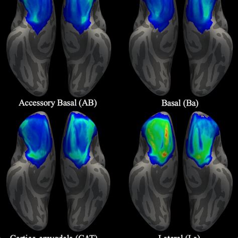 Rank Order Of Orbitofrontal Cortex Ofc Connectivity With Each Download Scientific Diagram