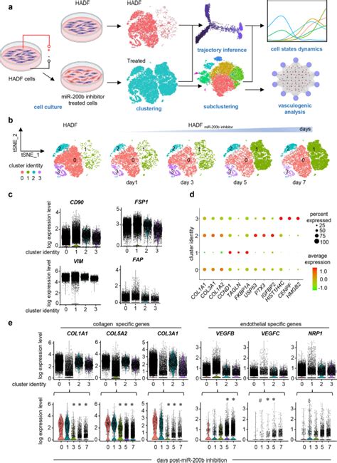 鉴定生理性血管生成成纤维细胞状态以实现组织修复 Nature Communications X Mol