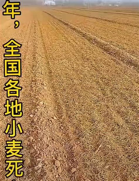 海外爆料 On Twitter 🔥【👉海外爆料】今年安徽北部，山東，山西、河北、河南等多省，小麥出現大面積死亡，大飢荒正在路上😱