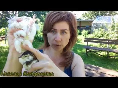 How To Determine The Sex Of Quails Healthy Food Near Me