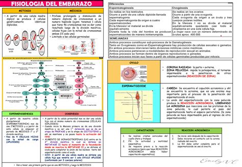 SOLUTION: FISIOLOGIA DEL EMBARAZO - Studypool