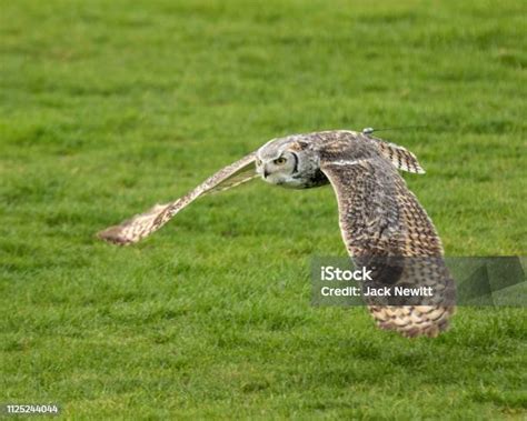 Burung Hantu Terbang Foto Stok Unduh Gambar Sekarang Alam Britania