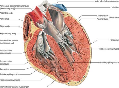 Supraventricular Crest