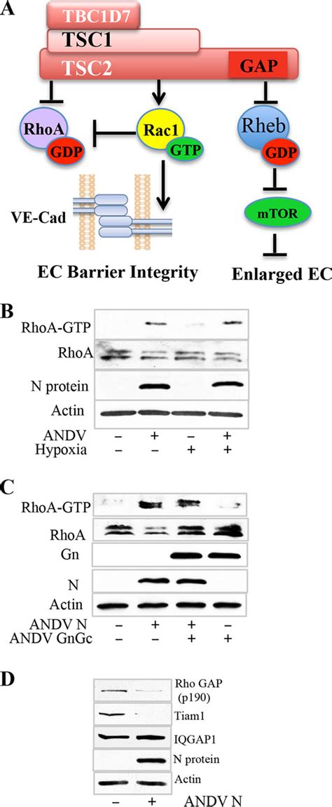 Andv And Andv N Protein Activate Rhoa A Tscs Normally Download