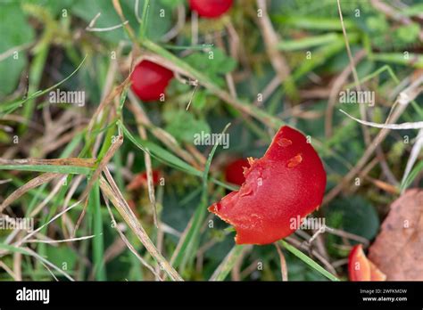 The Fascinating World Of Autumnal Woodland And Grassland Fungi Credit