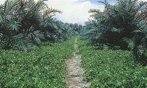 The Oil Palm Planters Penanaman Cover Crop Bmp