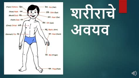 Human Body Parts In Marathi At Anna Beyers Blog