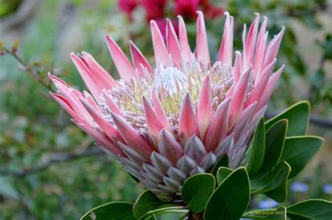 The King Of Proteas South African National Flower Aristonorganic