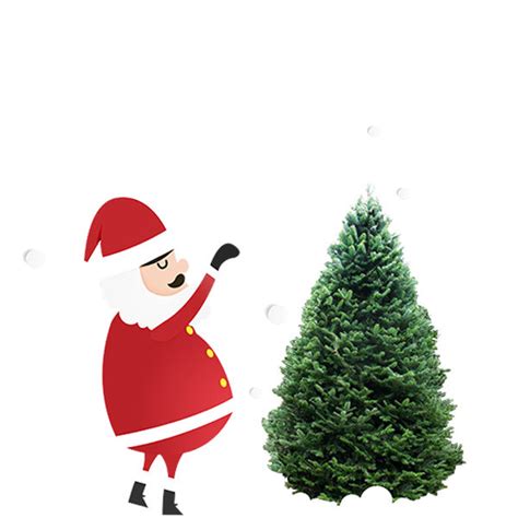 Sapin Baumier Sapin Chez Michel
