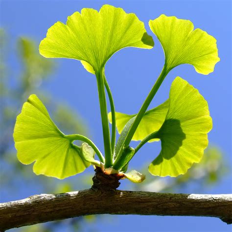 Asthma As Related To Ginkgo Biloba Pictures