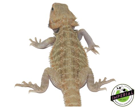 Hypo Translucent Bearded Dragon Sub Adult For Sale Imperial Reptiles