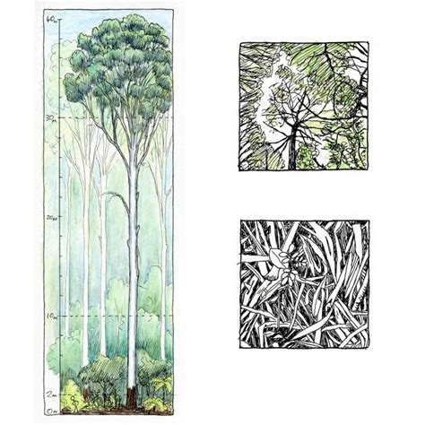 Specht Structural Classification Paperbark Writer