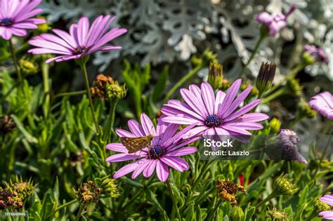 Flowers Of Symphyotrichum Novaeangliae Commonly Known As New England
