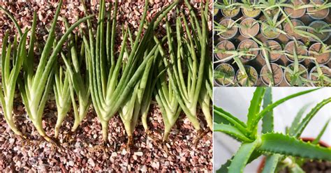 How To Propagate Aloe Vera From Pups Garden Beds