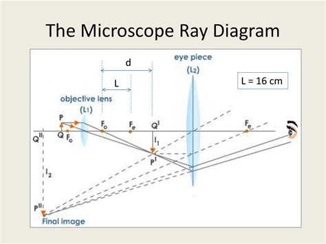Compound Microscope Ray Diagram