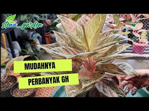 Cara Mudah Memperbanyak Aglaonema Golden Hope Dan Mahasety YouTube