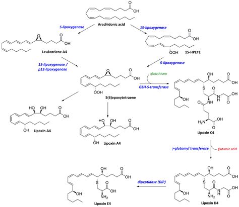 Cancers Free Full Text Inflammation Cancer And Oxidative Lipoxygenase Activity Are