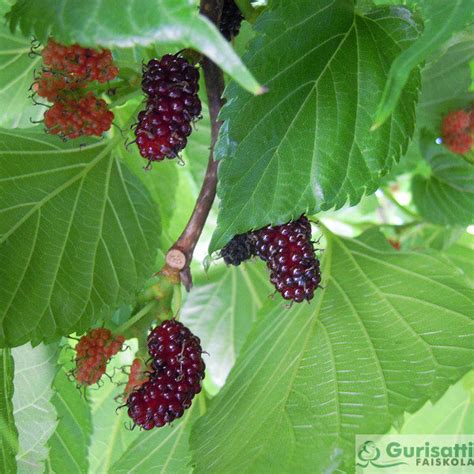 Gurisatti Faiskola Baumschule Nursery
