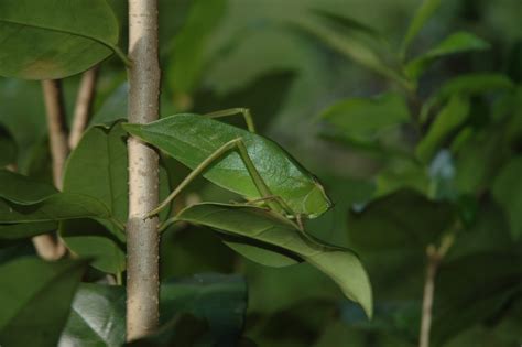 Leaf Insect Pics4learning