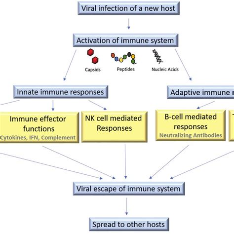 Pdf Viral Evolution And Immune Responses