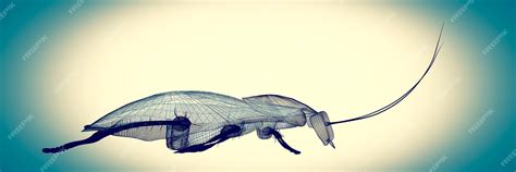 Premium Photo Cockroach Body Structure Isolated On A Background