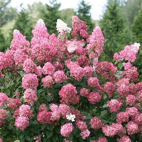 How To Grow Panicle Hydrangea Hydrangea Paniculata