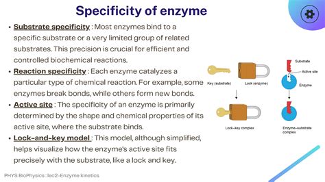 Enzyme Kinetics Engineering Biophysics Pdf