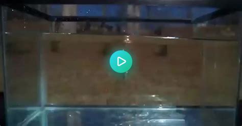 Explosión De Petardos Bajo El Agua Album On Imgur