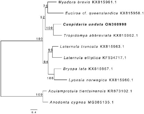 The Maximum Likelihood Tree Of 10 Bivalves Based On 13 Pcgs And 2