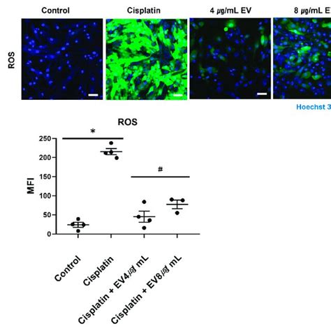 Ros Generation Of Msc Derived Evs A Confocal Microscopy Images 20×