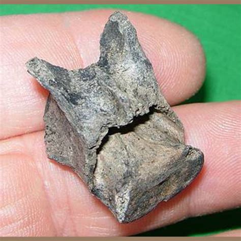 Bobcat Fossil Partial Femur Fossils And Artifacts For Sale Paleo