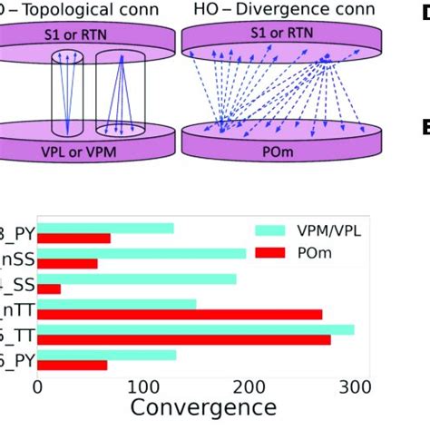 NetPyNE Model Of Somatosensory Thalamic Populations And Connectivity