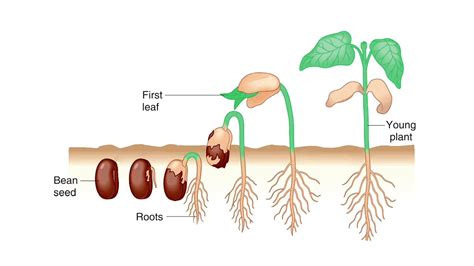 Bean Seed Germination Diagram