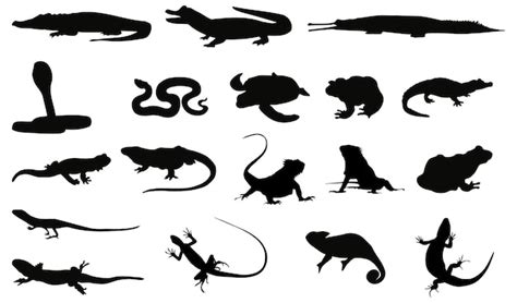 Premium Vector Set Of Reptile Vector Silhouettes Isolated On White Background
