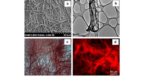 A Large Area Sem Image Showing The D Ptcdi Nanofiber Deposited On A