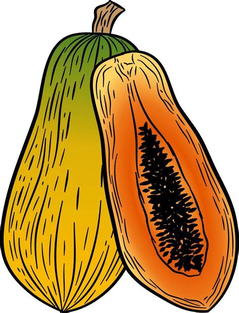 Hand Drawn Watercolor Painting On White Background Vector Illustration Of Fruit Papaya