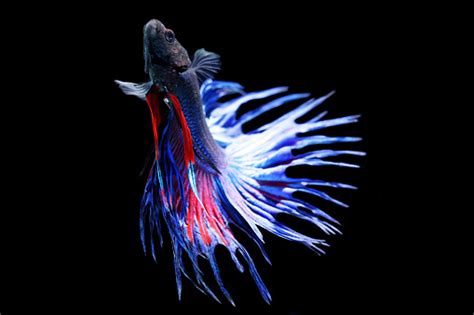 Betta 샴 싸우는 물고기 Betta Splendens Plakad의 클로즈업 가축에 대한 스톡 사진 및 기타 이미지 가축