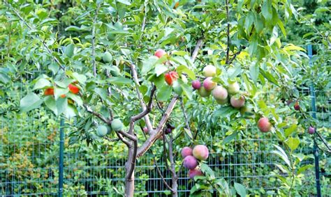 This Amazing Tree Grows 40 Different Kinds Of Fruit Inhabitat Green