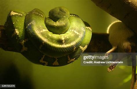 Emerald Tree Python Photos And Premium High Res Pictures Getty Images
