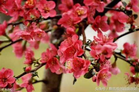 原創對聯：花前月下總相伴，邀對？ 每日頭條