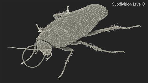 Animated Cockroach Cleans Mustache Rigged For Maya 3d Model 149 Ma