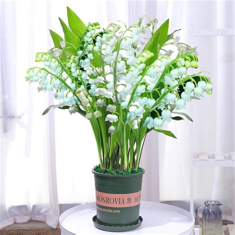 6种花 吸毒王”，客厅养几盆，废气毒气吸光光，你和家人都健康 ＊ 阿波罗新闻网